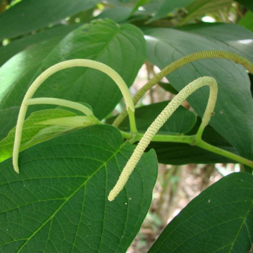 Spiked Pepper (Piper Aduncum) Plant Care & How to Grow, Water