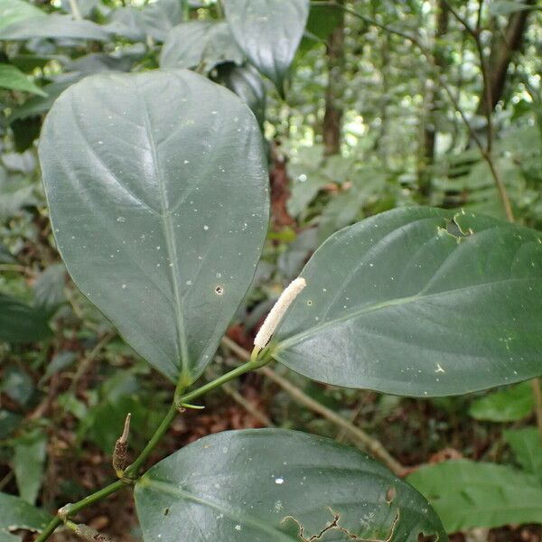 Doctor Bush (Piper Aequale) Care Guide: Water, Soil & Propagation ...