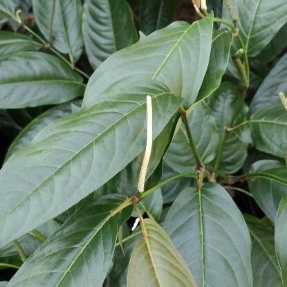 Tree Pepper (Piper Arboreum) Plant Care & How to Grow, Water