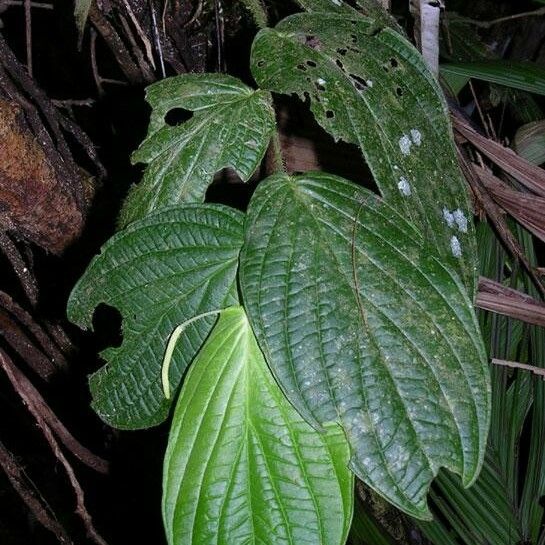 Piper Arcteacuminatum Care Guide: Water, Soil & Propagation - Plantiary
