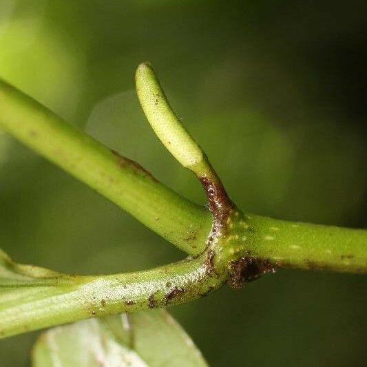 Piper Augustum Care Guide: Water, Soil & Propagation - Plantiary