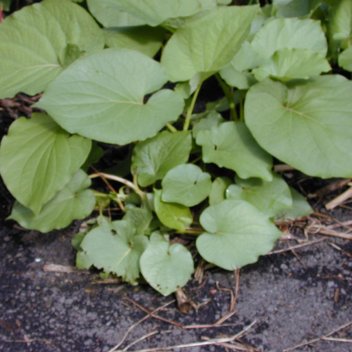 Hoja Santa (Piper Auritum) Plant Care & How to Grow, Water