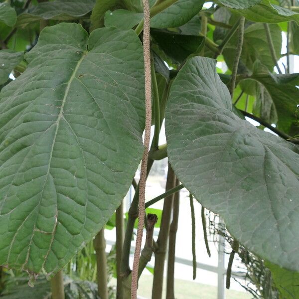 Piper Cernuum Care Guide: Water, Soil & Propagation - Plantiary