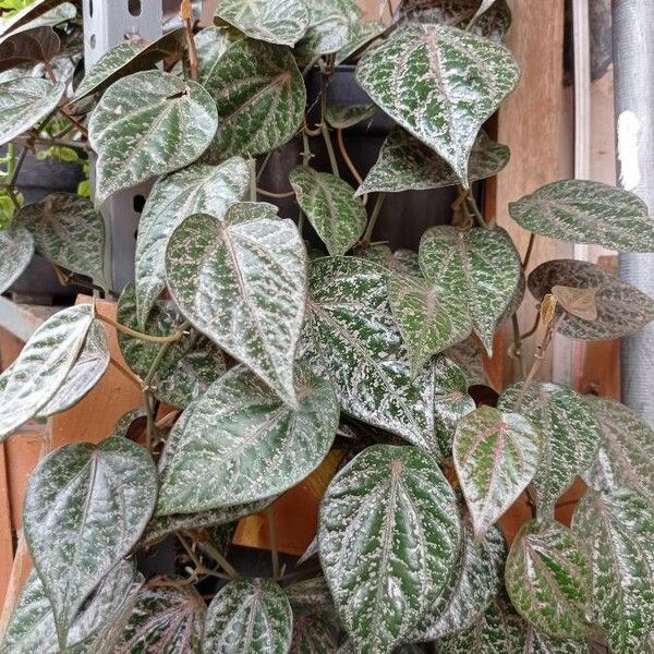 Cocoplum (Chrysobalanus Icaco) Plant Care & How to Grow, Water