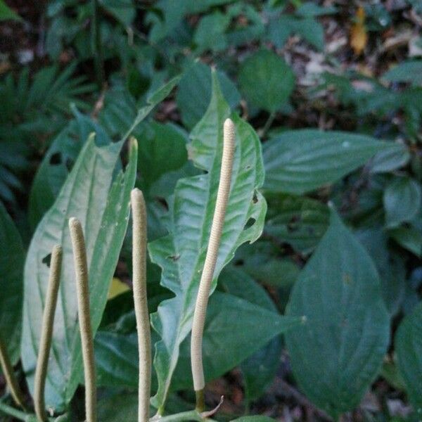 Piper Davidianum Care Guide: Water, Soil & Propagation - Plantiary