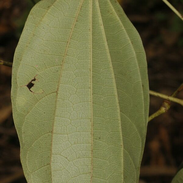 Piper Dissimulans Care Guide: Water, Soil & Propagation - Plantiary