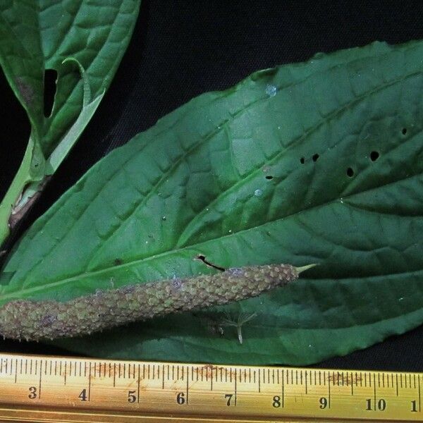 Piper Epigynium Plant Care & How to Grow, Water