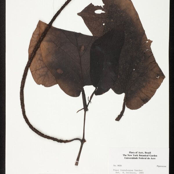 Piper Fonteboanum Care Guide: Water, Soil & Propagation - Plantiary