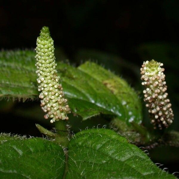 Piper Garagaranum Plant Care & How to Grow, Water