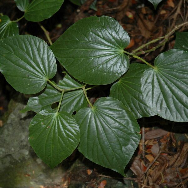 Piper Guahamense Care Guide: Water, Soil & Propagation - Plantiary