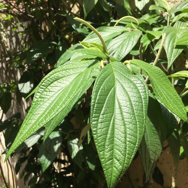 Jamaican Pepper (Piper Hispidum) Plant Care & How to Grow, Water