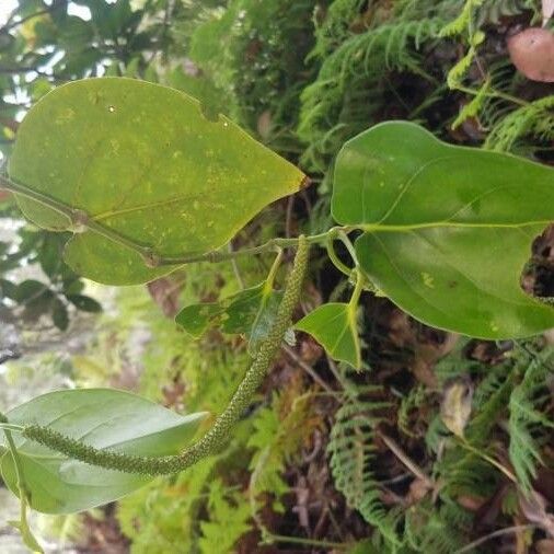 Piper Insectifugum Care Guide: Water, Soil & Propagation - Plantiary