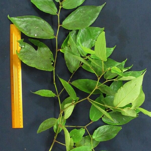 Caracas Pepper (Piper Jacquemontianum) Care Guide: Water, Soil ...