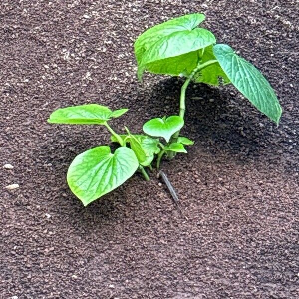 Piper Latifolium Care Guide: Water, Soil & Propagation - Plantiary