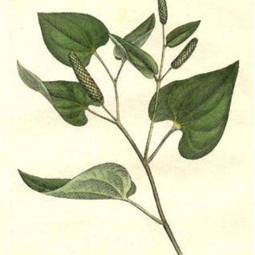 Long Pepper (Piper Longum) Plant Care & How to Grow, Water