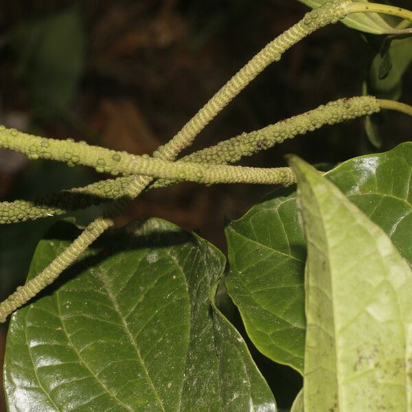 Piper Multiplinervium Care Guide: Water, Soil & Propagation - Plantiary