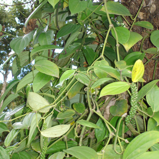 Black Pepper (Piper Nigrum) Plant Care & How to Grow, Water