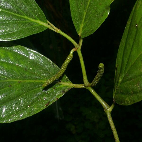 Piper Nudifolium Plant Care & How to Grow, Water