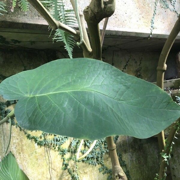 Piper Obliquum Care Guide: Water, Soil & Propagation - Plantiary