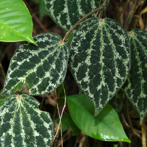 Celebes Pepper (Piper Ornatum) Care Guide: Water, Soil & Propagation ...