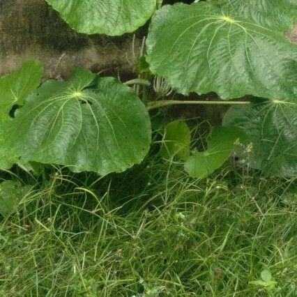 Monkey's-Hand (Piper Peltatum) Plant Care & How to Grow, Water