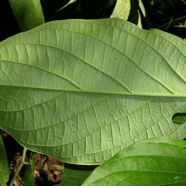 Piper Peracuminatum Plant Care & How to Grow, Water