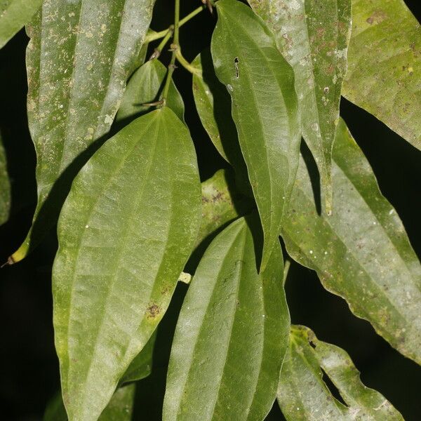 Piper Pseudolindenii Plant Care & How to Grow, Water