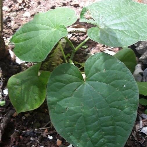 Wild Cane (Piper Reticulatum) Plant Care & How to Grow, Water