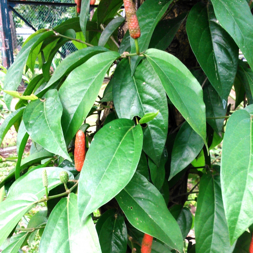 Cabai Jawa (Piper Retrofractum) Plant Care & How to Grow, Water