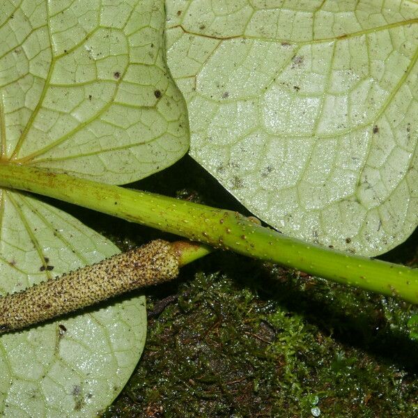 Piper Subfuscum Care Guide: Water, Soil & Propagation - Plantiary