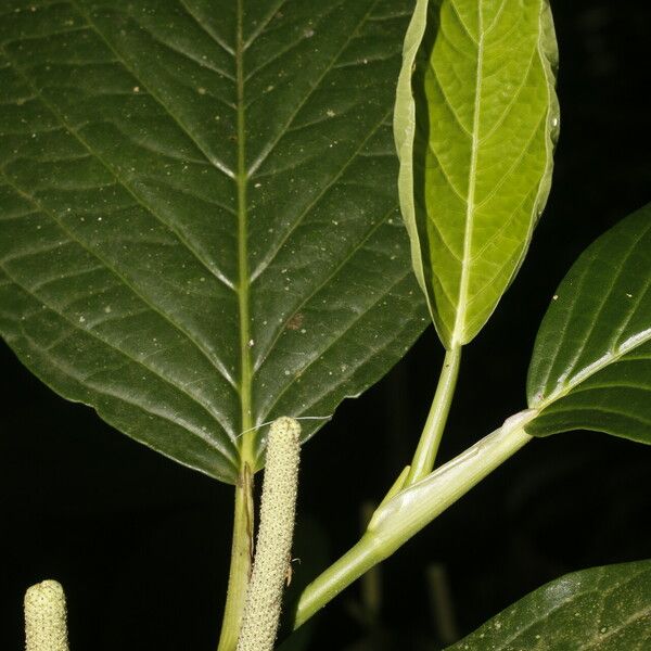 Piper Sublineatum Care Guide: Water, Soil & Propagation - Plantiary