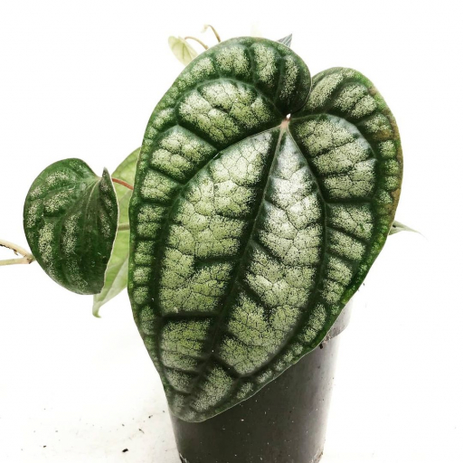 Piper Sylvaticum Plant Care & How to Grow, Water