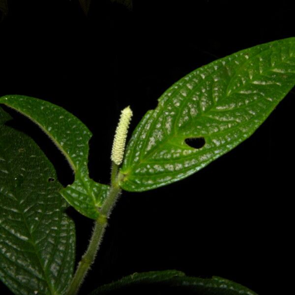 Piper Tonduzii Care Guide: Water, Soil & Propagation - Plantiary
