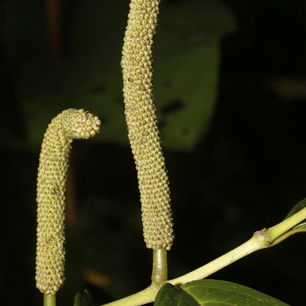 Piper Trinervium Care Guide: Water, Soil & Propagation - Plantiary
