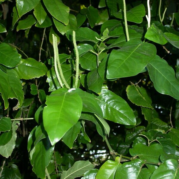 Monkey Pepper (Piper Tuberculatum) Plant Care & How to Grow, Water