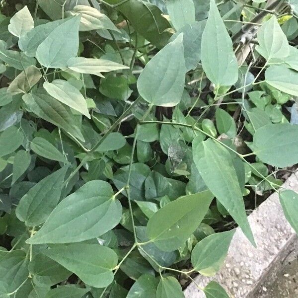 Piper Unguiculatum Plant Care & How to Grow, Water