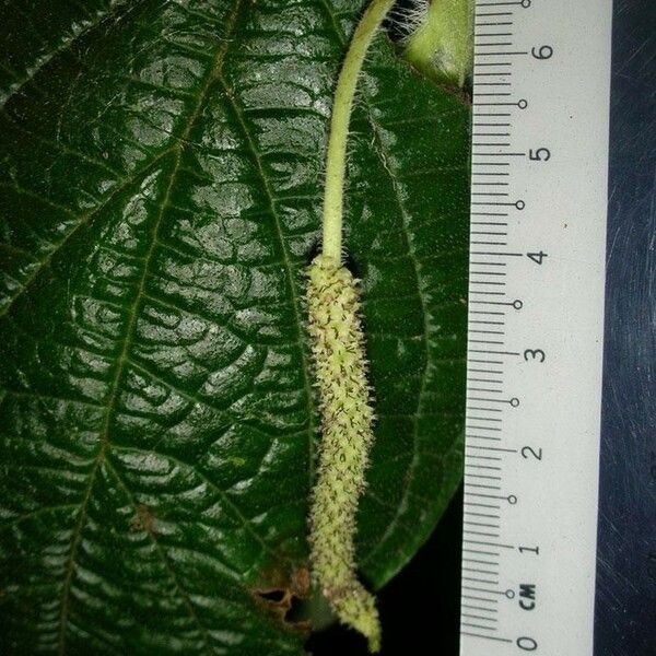 Piper Urostachyum Care Guide: Water, Soil & Propagation - Plantiary