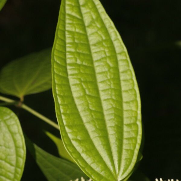 Piper Yucatanense Plant Care & How to Grow, Water