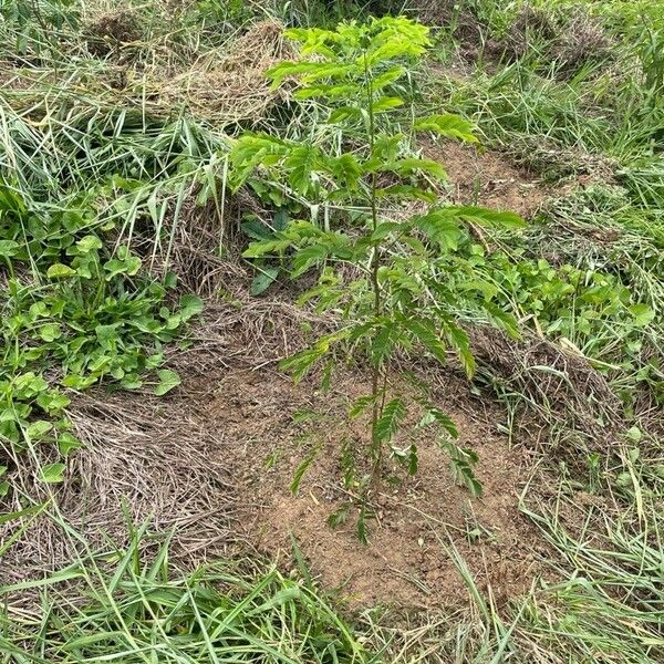 Piptadenia Paniculata Plant Care & How to Grow, Water