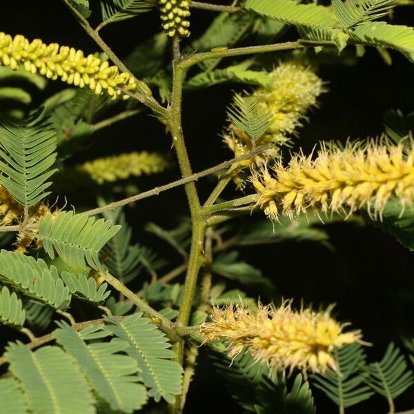 Piptadenia Retusa Plant Care & How to Grow, Water