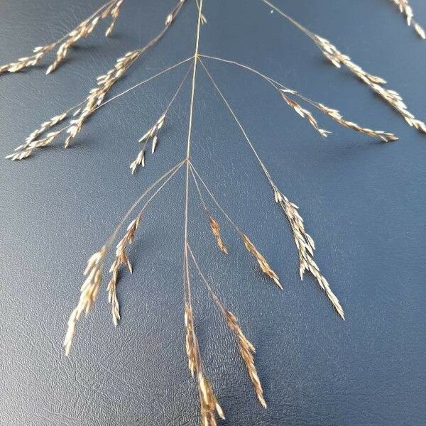 Piptatherum Coerulescens Plant Care & How to Grow, Water