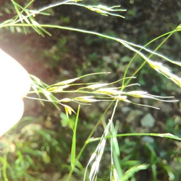 Piptatherum Paradoxum Care Guide: Water, Soil & Propagation - Plantiary