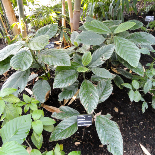 False Stinger (Pipturus Argenteus) Plant Care & How to Grow, Water