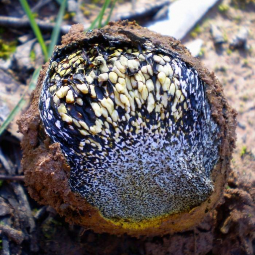 Pisolithus Tinctorius Plant Care & How to Grow, Water