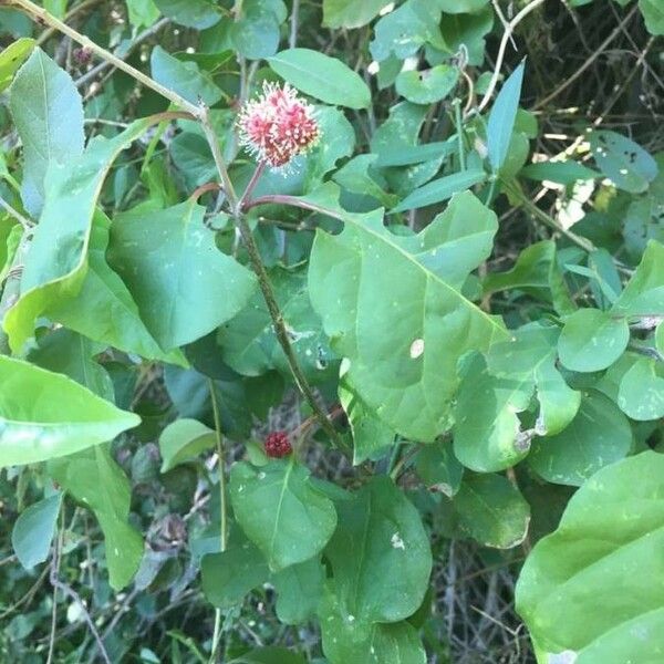 Cockspur (Pisonia Aculeata) Plant Care & How to Grow, Water