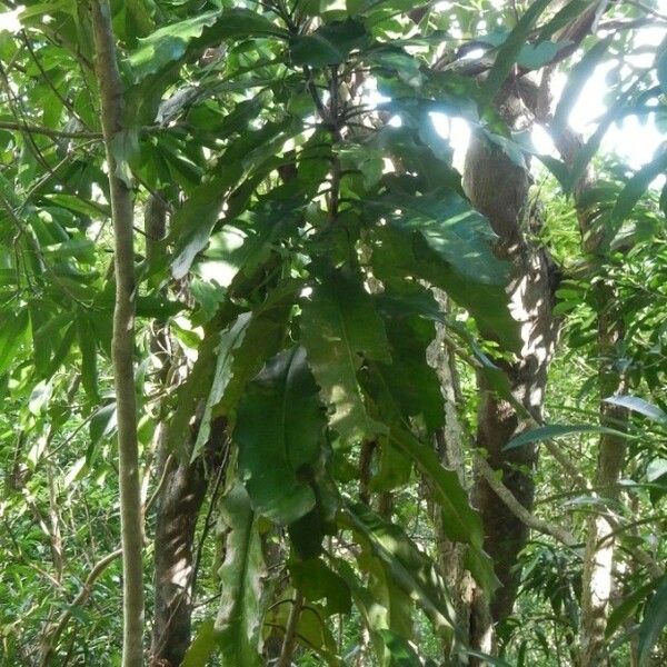 Pisonia Artensis Plant Care & How to Grow, Water