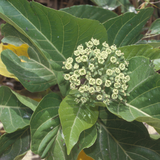 Grand Devil's-Claws (Pisonia Grandis) Plant Care & How to Grow, Water