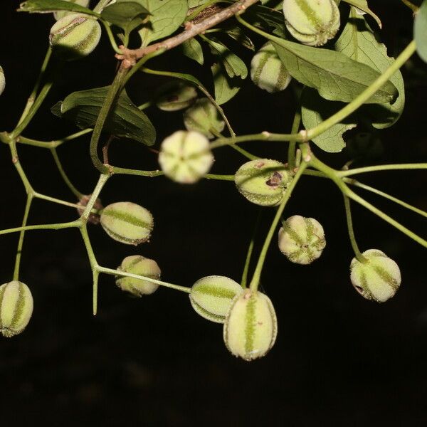 Pisonia Macranthocarpa Plant Care & How to Grow, Water