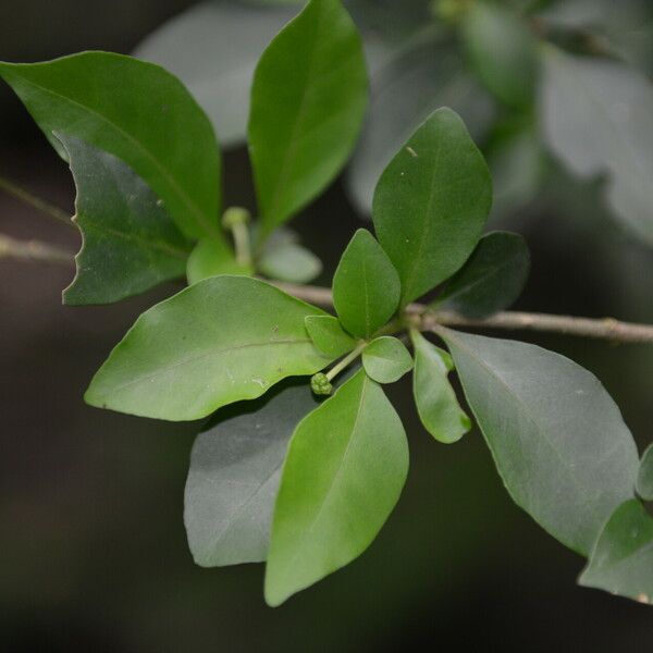 Pisonia Silvatica Care Guide: Water, Soil & Propagation - Plantiary