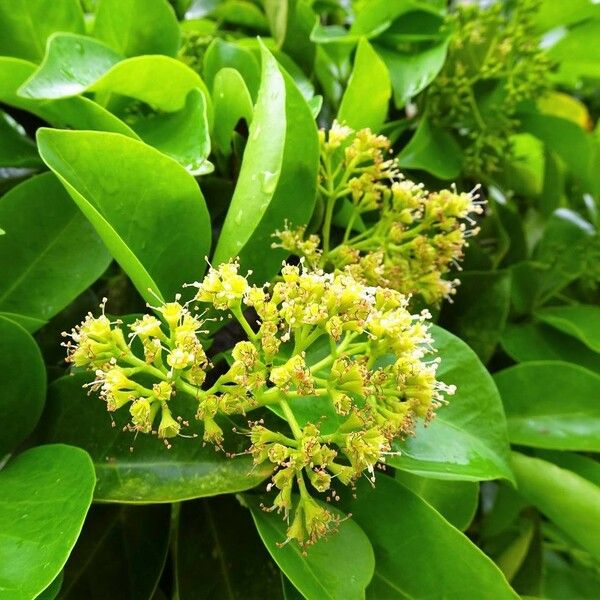 Yellow Buttons (Chrysocephalum Apiculatum) Plant Care & How to Grow, Water